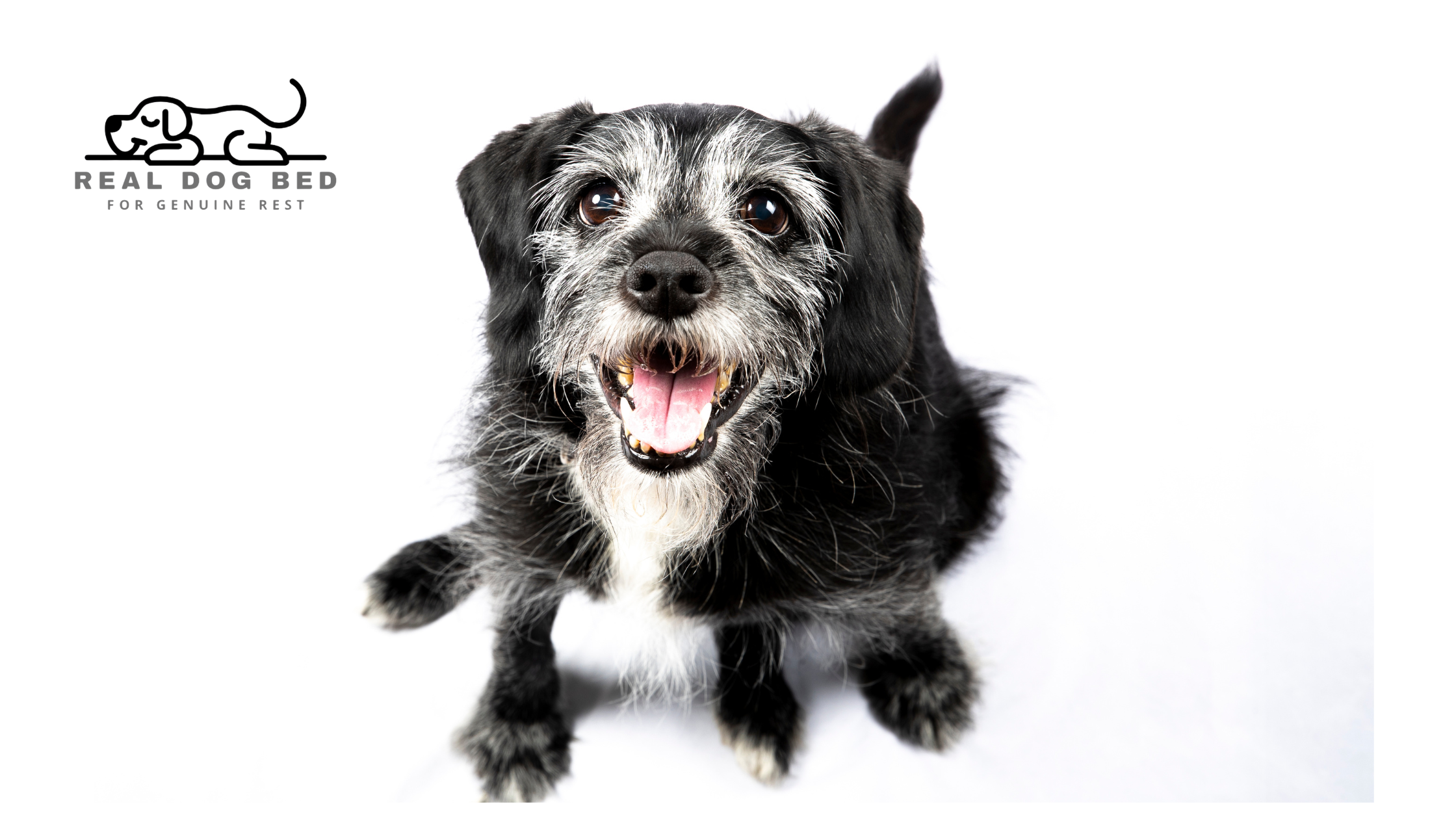 Real Stories, Real Dogs: Meet Max and His Bed Journey – Real Dog Bed